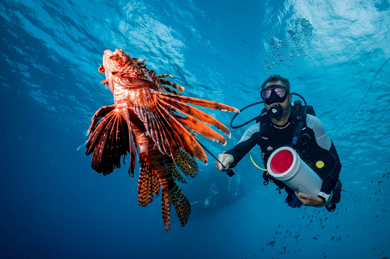 Lionfish hunter course - Toucan Diving