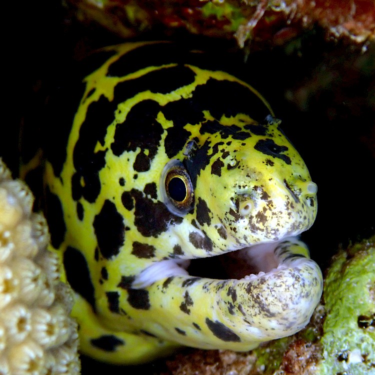 OVER - Toucan Diving